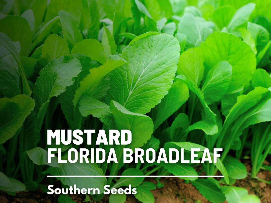 Mustard, Florida Broadleaf - 250 Seeds - Heirloom Greens - Open ...