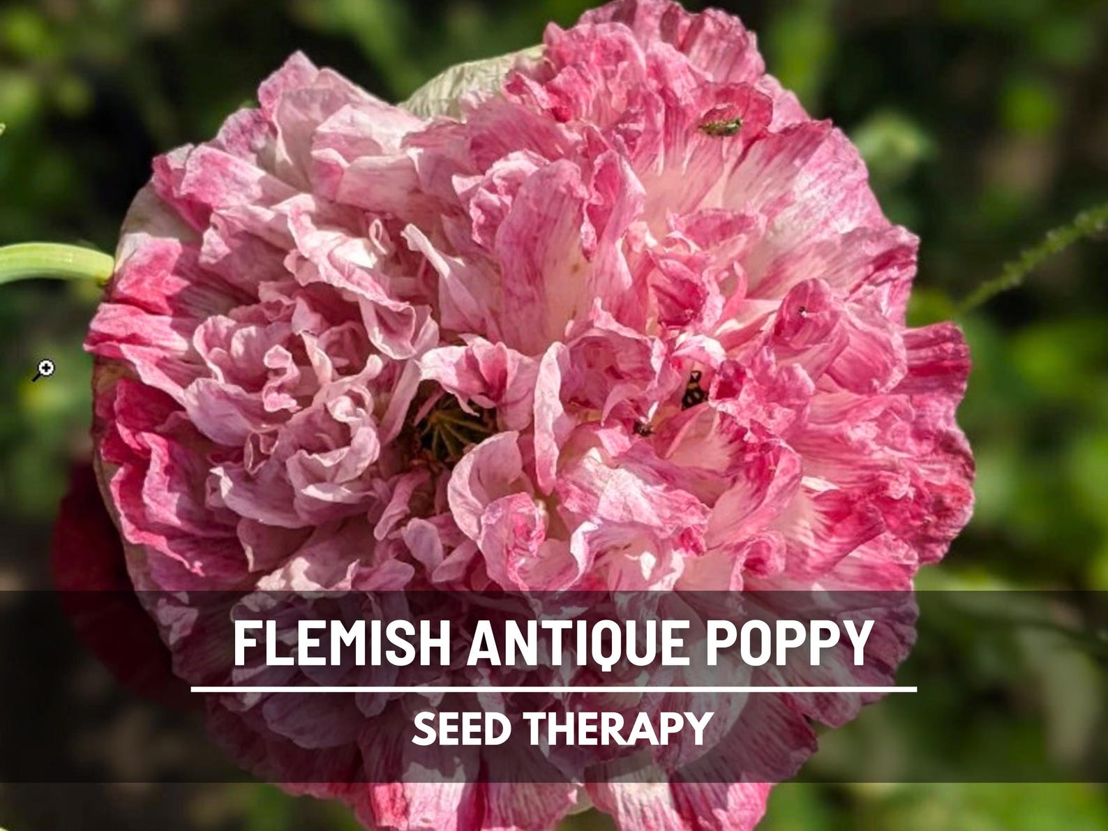 Flemish Antique Peony Poppy Seeds – Heirloom, Rare Red Rose Streaked ...