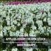 Column Stock Appleblossom Seeds – Heirloom Flower, Fragrant Blooms ...