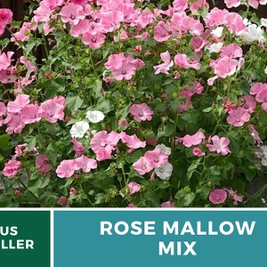 Rose Mallow, Mix - 50 Seeds - Heirloom Flower - Pink, Red, and White ...