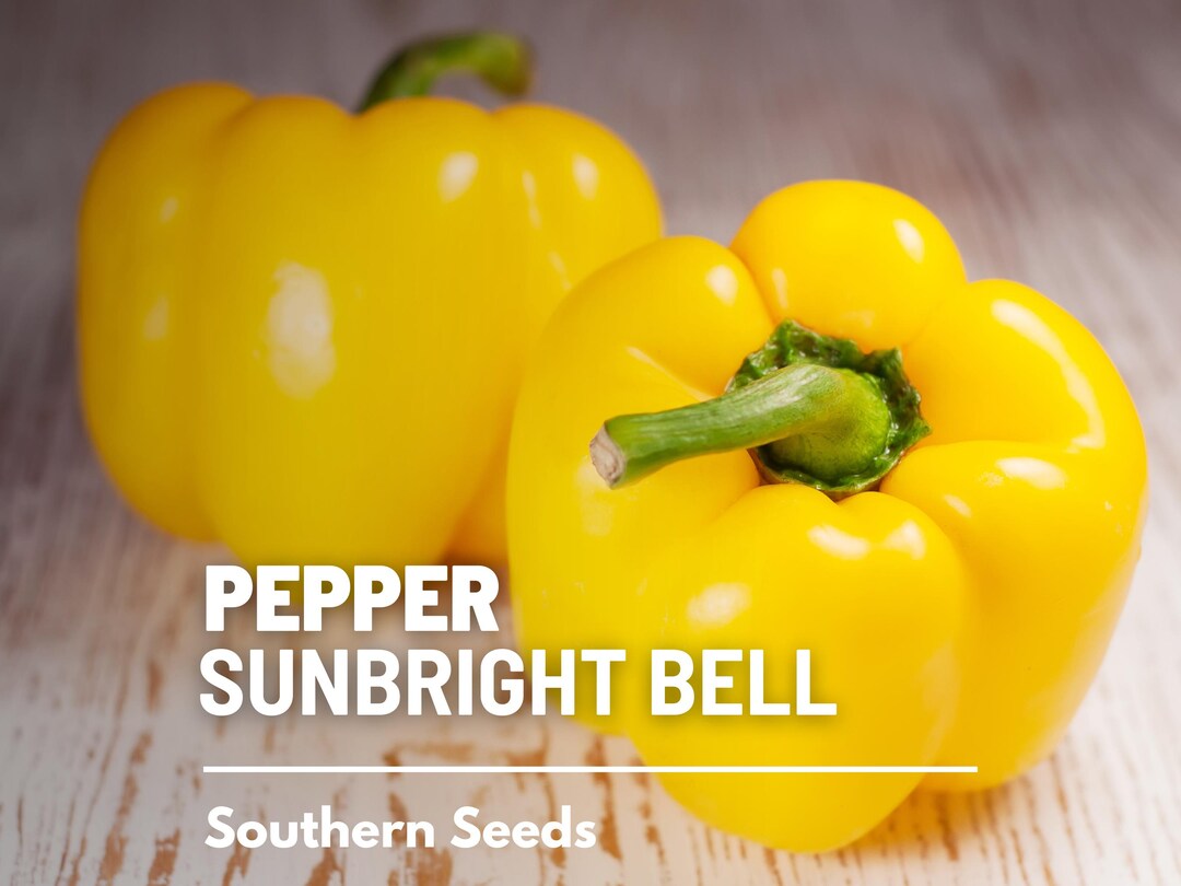 Pepper, Sunbright Bell - 30 Seeds - Heirloom Vegetable - Yellow Sweet ...