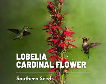 Bulk Red Cardinal Flower Seeds, Lobelia Cardinalis LO201C - Etsy