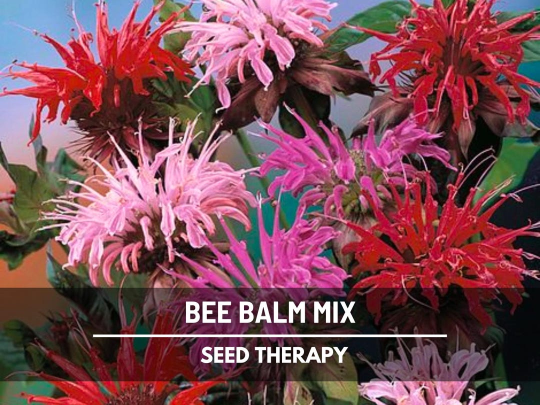 Monarda Bee Balm Seed Mix (20), Edible Flower & Leaf Mix With a Spicy ...