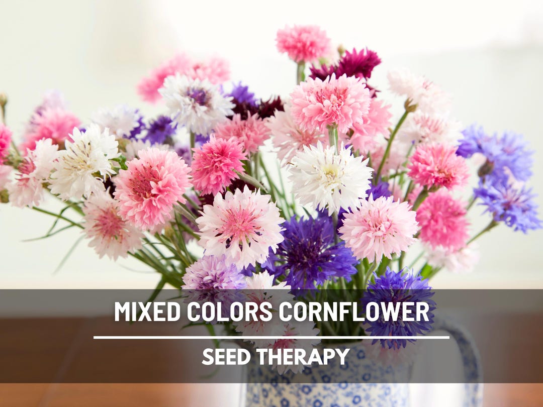 Cornflower Mix (bachelor’s Button) Seeds – Heirloom, Assorted Colors ...