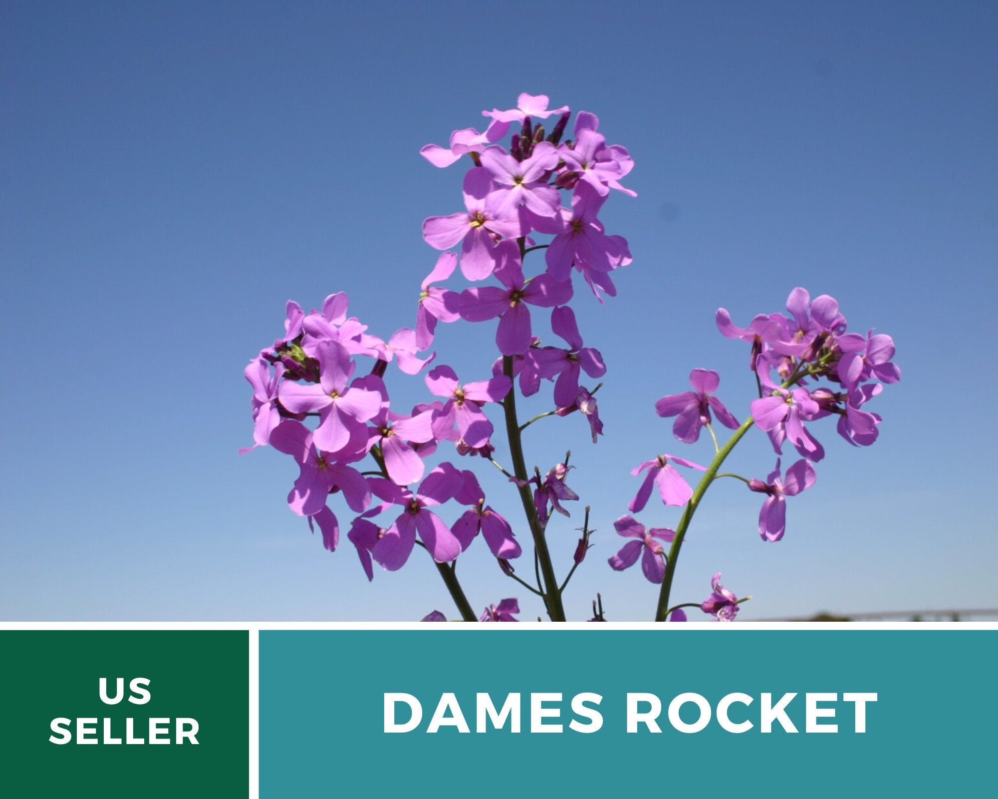 Dames Rocket Seeds – Heirloom Flower, Edible & Fragrant, Colorful ...