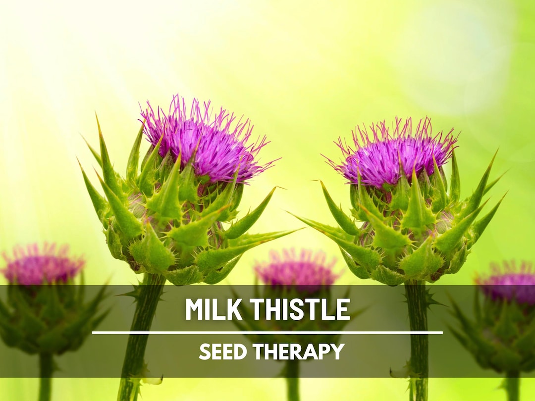 Milk Thistle Seeds (blessed Thistle) – Heirloom Medicinal & Culinary ...
