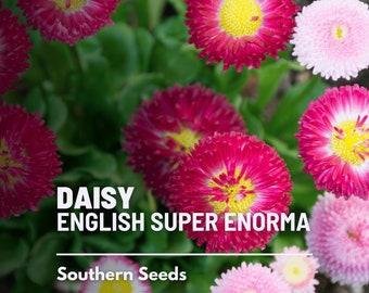 Crazy Daisy Shasta Daisy Seeds Big Double Blooms Are Frilled, Quilled ...