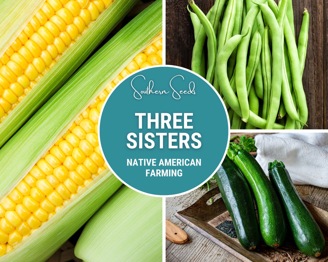 Three Sisters Seed Collection Native American Farming - Etsy