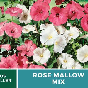 Rose Mallow, Mix - 50 Seeds - Heirloom Flower - Pink, Red, and White ...