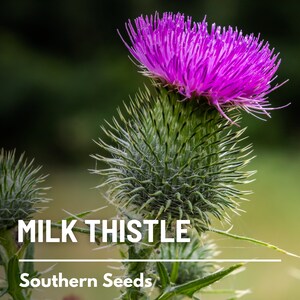 Milk Thistle Seeds (blessed Thistle) – Heirloom Medicinal & Culinary ...