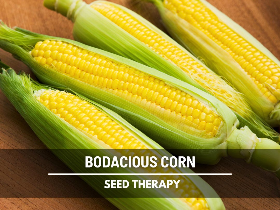 Corn, Bodacious - 60 Seeds - Hybrid Vegetable, Sweet Corn, Se-ho Type ...