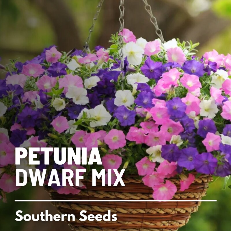 Calibrachoa Seeds - Etsy