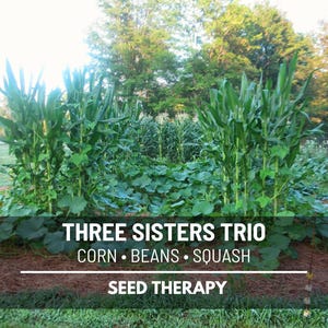 Three Sisters Seed Collection – Native American Farming Trio, Corn ...