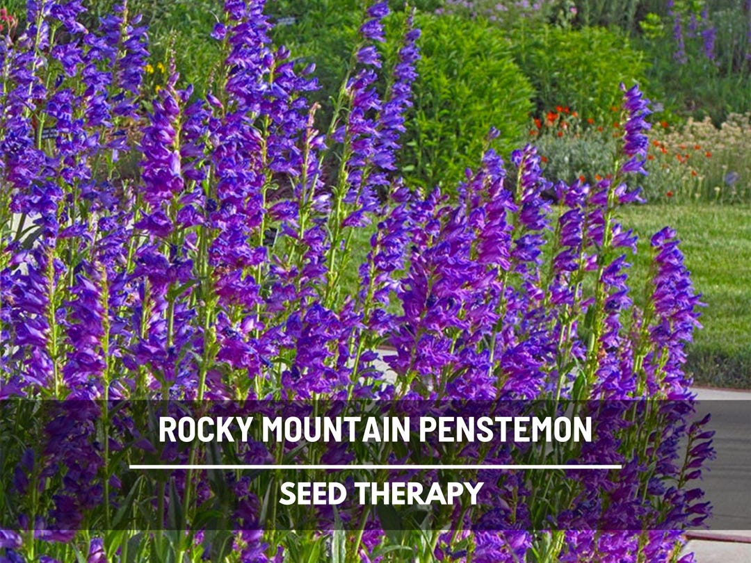 Rocky Mountain Penstemon Seeds – Heirloom, Penstemon Strictus, Native ...