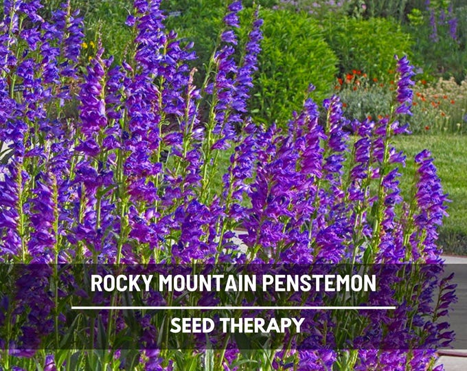 Beardtongue Dark Towers Penstemon Seeds - Etsy