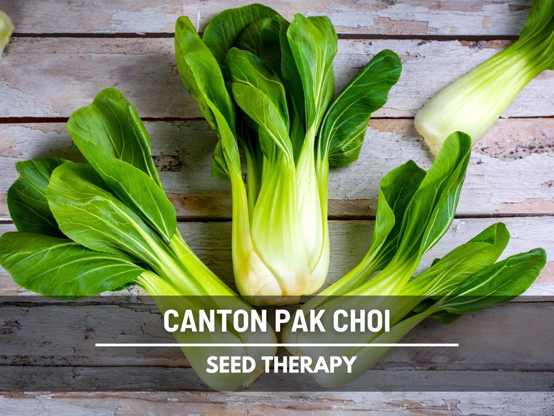Canton Pak Choi Seeds – Heirloom Bok Choy, Fast Growing Asian Greens ...