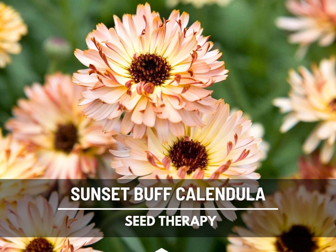 Sunset Buff Calendula Seeds – Heirloom Medicinal Flower With Apricot ...