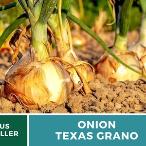 Texas Early Grano Onion Seeds – Heirloom Short Day, Sweet Vidalia Type ...