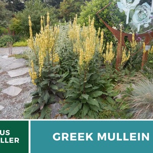 Mullein, Greek - 100 Seeds - Heirloom Herb - Impressive and Robust ...