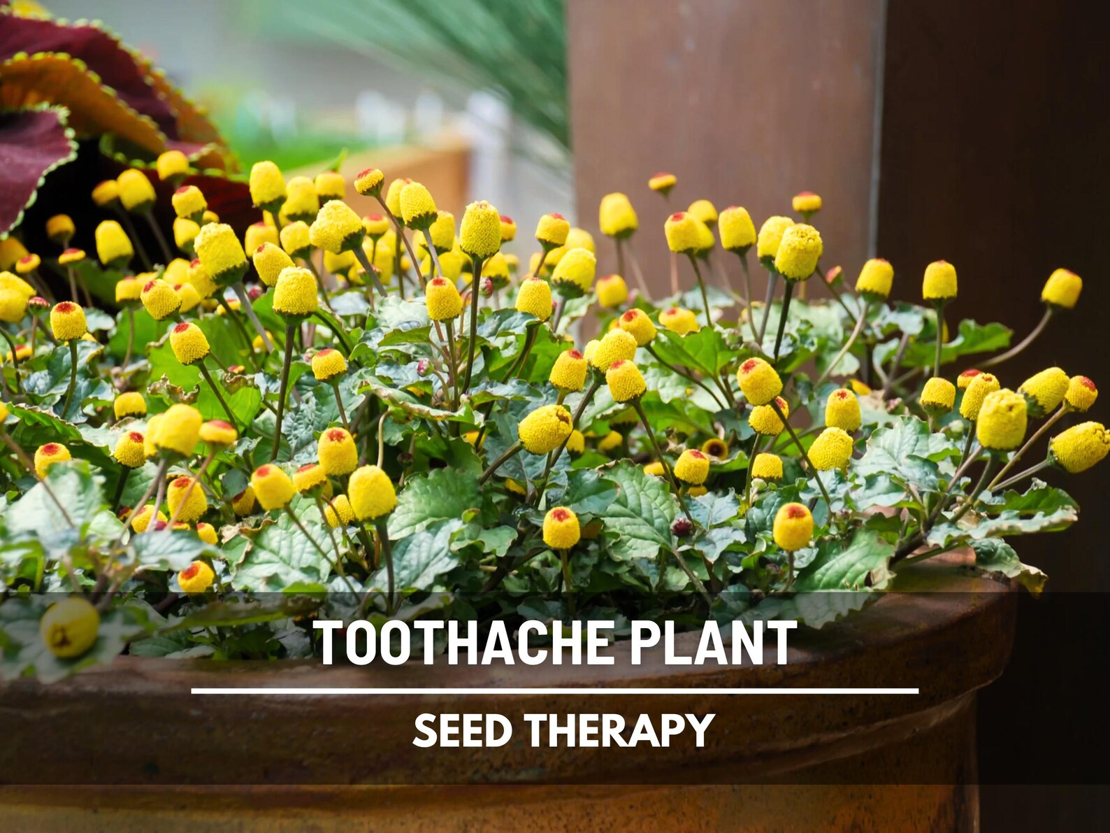 Toothache Plant Seeds – Heirloom Herb, Buzz Buttons, Electric Daisy ...