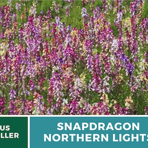 Northern Lights Toadflax Seeds – Heirloom Flower, Pastel Blooms, Fairy ...