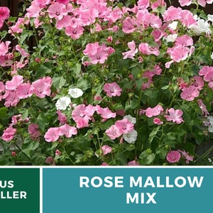 Rose Mallow, Mix - 50 Seeds - Heirloom Flower - Pink, Red, and White ...