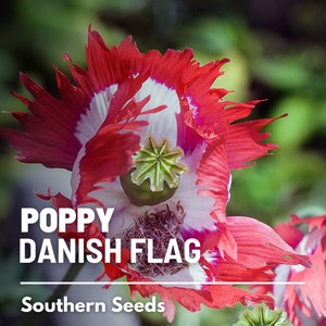 Danish Flag Poppy Seeds – Heirloom Flower, Ruffled Red Petals With ...