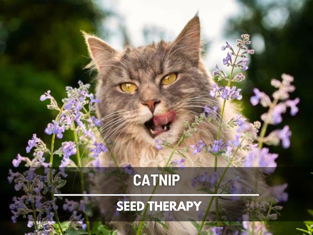 Catnip Seeds – Heirloom Culinary and Medicinal Herb, Non‑gmo, Cat’s ...