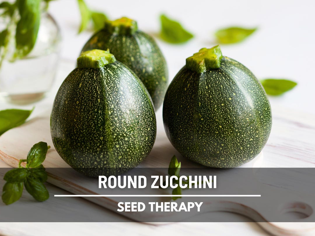 Round Zucchini Seeds – Heirloom Summer Squash, Open Pollinated, Non‑gmo ...