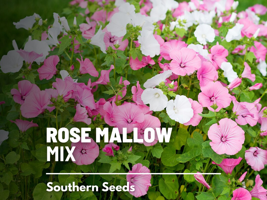 Rose Mallow, Mix - 50 Seeds - Heirloom Flower - Pink, Red, and White ...