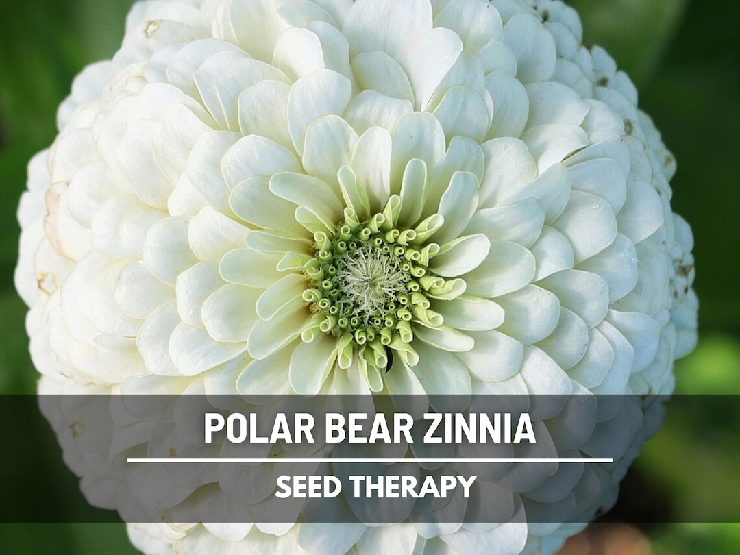 Polar Bear Zinnia Seeds – Heirloom Flower, Pure White Blooms, Attracts ...