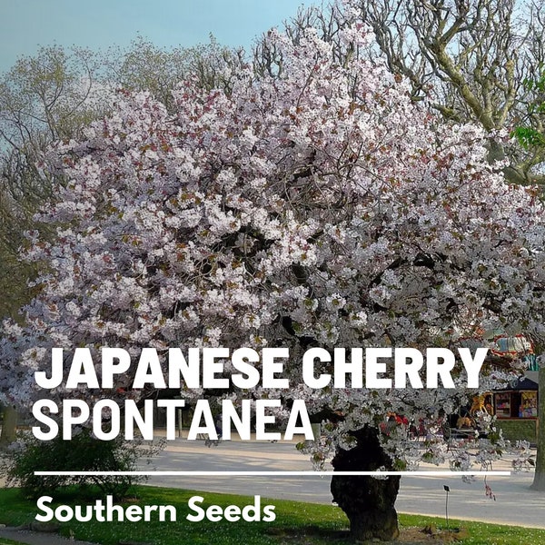 Japanese Cherry Tree Seed - Etsy