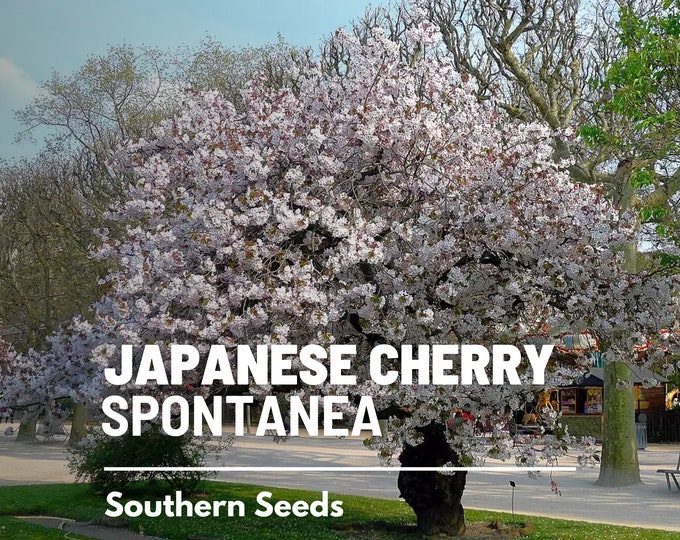 Japanese Cherry Tree Seeds Heirloom, Non GMO Grow Indoors, Outdoors, in ...
