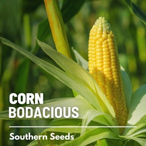 Corn, Bodacious - 60 Seeds - Hybrid Vegetable, Sweet Corn, Se-ho Type ...