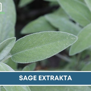 Extrakta Sage Seeds – Heirloom Herb, Highest Essential Oil Content ...