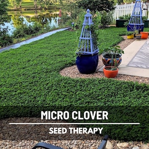 Micro Clover (mini Clover) Seeds – Perennial Lawn Alternative, White ...