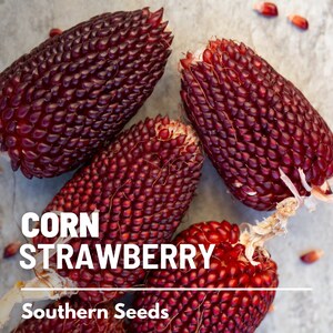 Corn, Strawberry - 30 Seeds - Heirloom Vegetable, Popcorn, Open ...