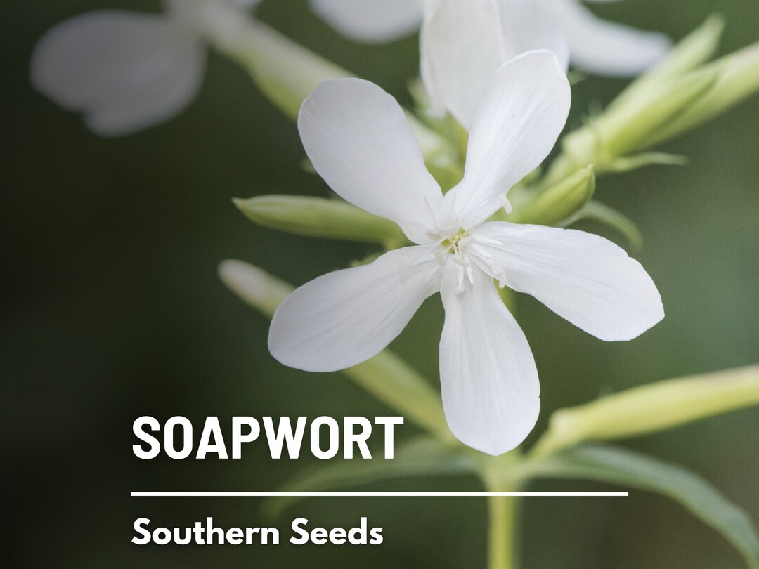 Soapwort (saponaria) - 100 Seeds - Heirloom Flower, Fragrant Plant, Natural Soap Making, Non-gmo ...