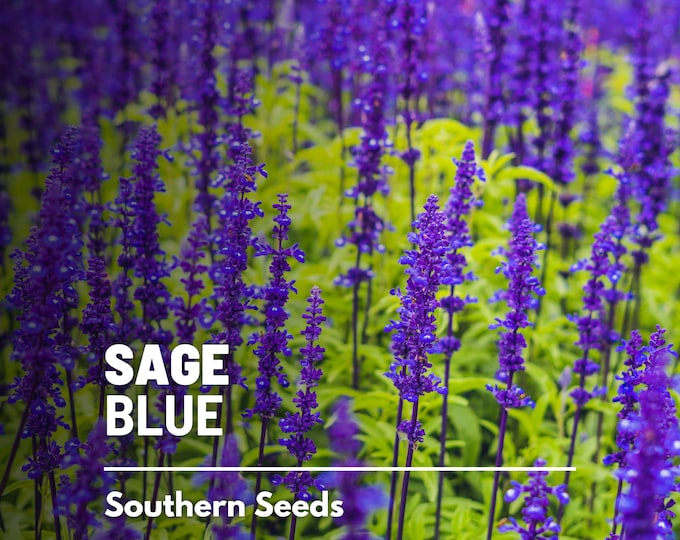 100 Sage Seeds VICTORIA BLUE Mealy Cup Flower Garden Plant Seeds Large ...