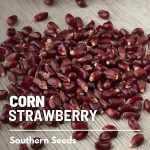 Corn, Strawberry - 30 Seeds - Heirloom Vegetable, Popcorn, Open ...