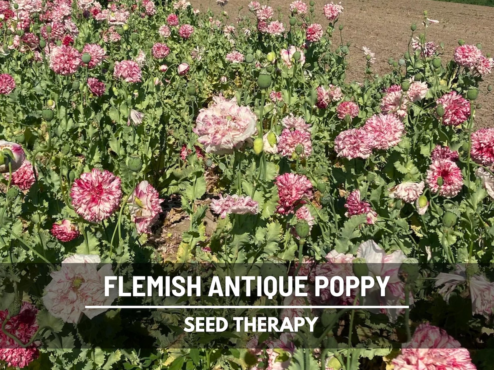 Flemish Antique Peony Poppy Seeds – Heirloom, Rare Red Rose Streaked ...