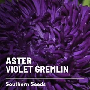 Aster, Gremlin Violet (tall Double) - 50 Seeds - Heirloom Flower - Easy ...