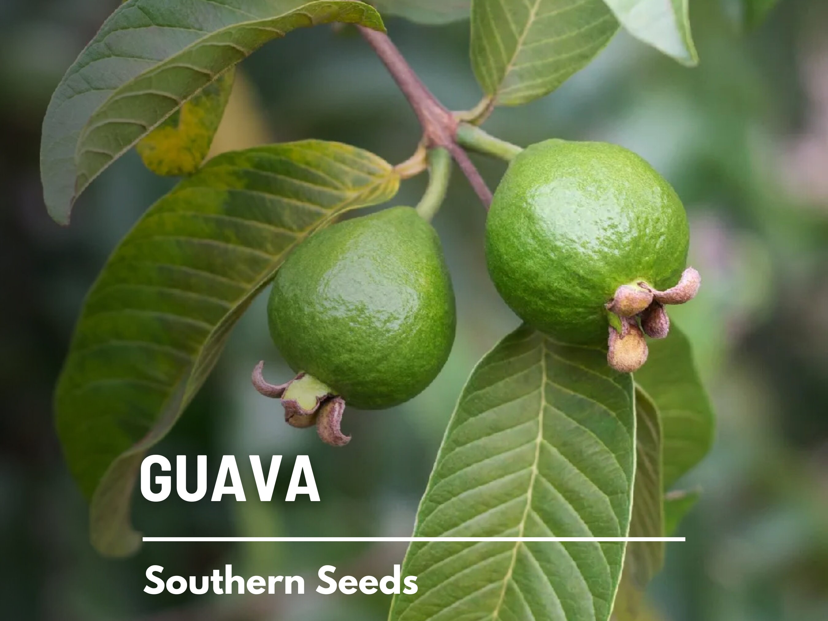Guava Seeds – Heirloom, Exotic & Sweet Fruit Tree, Evergreen Shrub ...