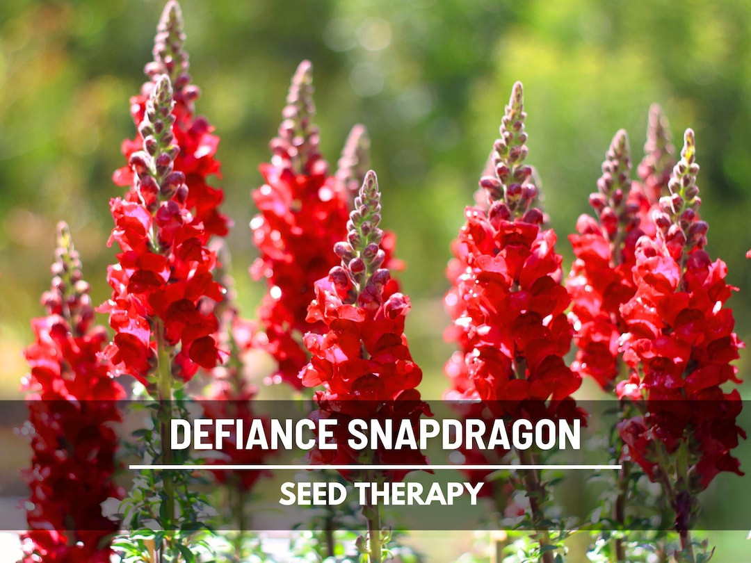 Defiance Snapdragon Seeds – Heirloom, Vibrant Red Flower, Cut Flower ...