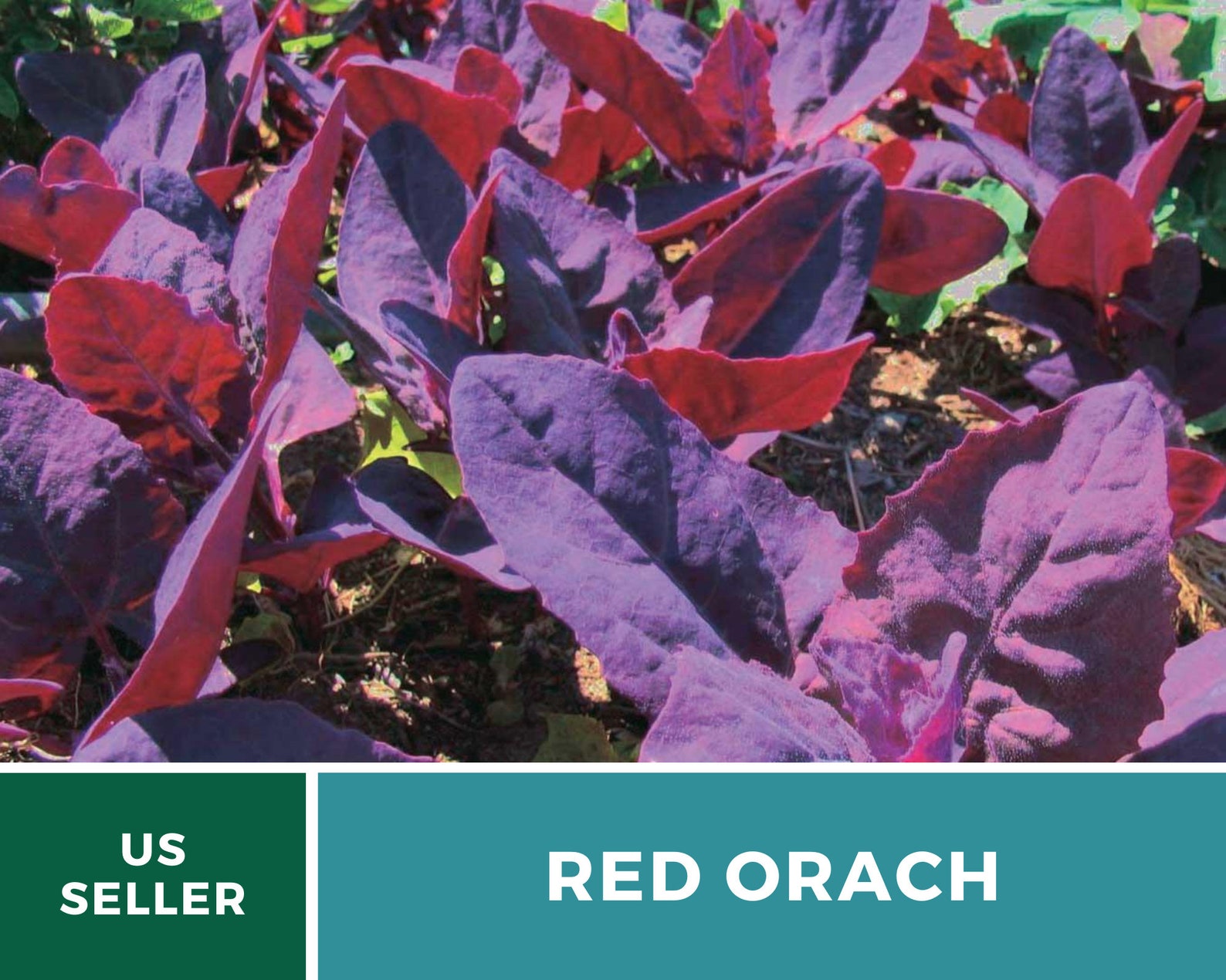 Orach Ruby Red Organic Heirloom Seeds Triple Mountain - Etsy