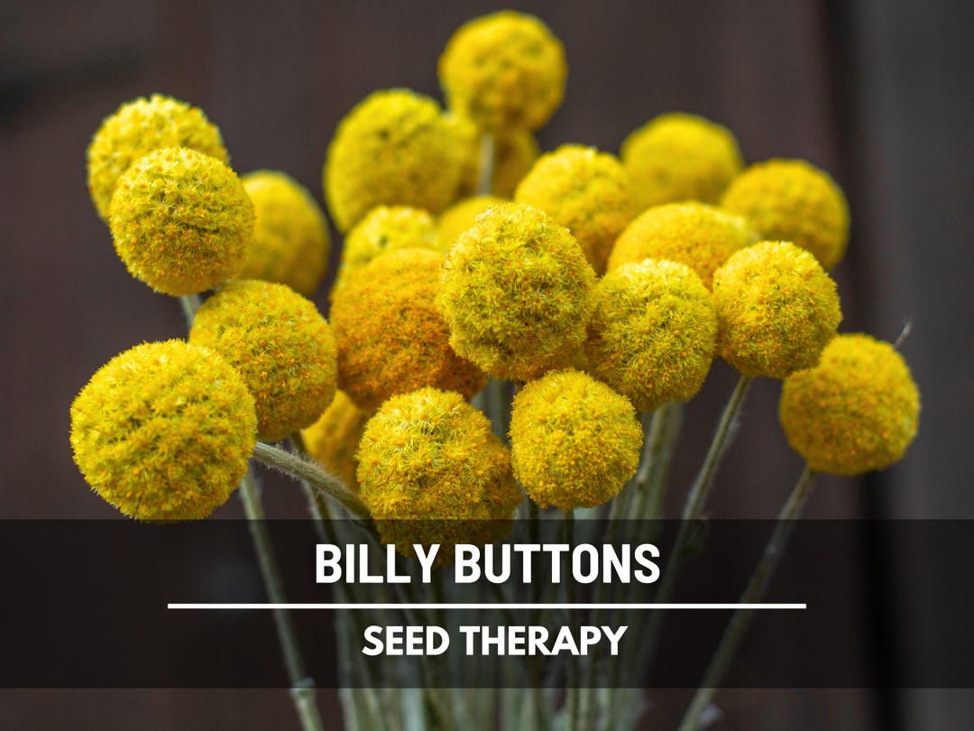 Billy Buttons Seeds – Heirloom Cut Flower, Firm Yellow Spheres, Perfect ...