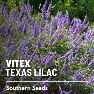 Vitex Chaste Tree Seeds (texas Lilac) – Heirloom Shrub, Stunning Blue ...