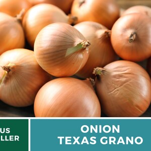 Texas Early Grano Onion Seeds – Heirloom Short Day, Sweet Vidalia Type ...