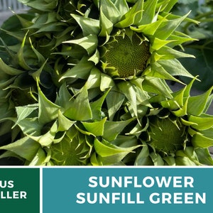 Sunflower, Sunfill Green - 25 Seeds - Heirloom Flower, Unique Plant ...