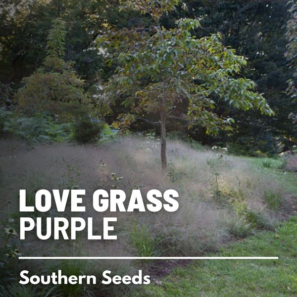 Purple Love Grass - Etsy